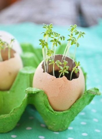 Så din egen karse til påske - Oppskrift